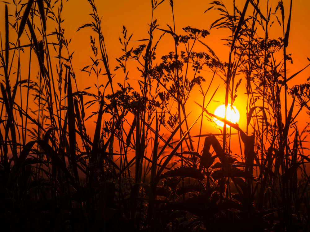 GUEST BLOG The Urgent Need For Governments To Commit To Food Loss And GUEST BLOG The Urgent Need For Governments To Commit To Food Loss And