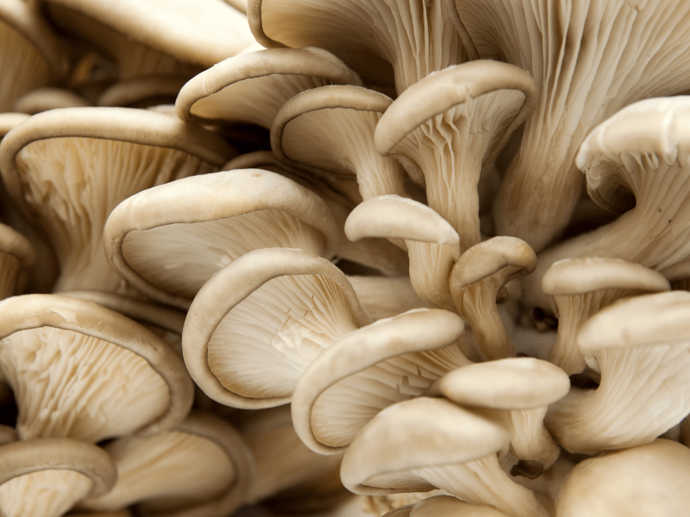 How the ReFED Catalytic Grant Fund is Maximizing Every Dollar for Food ...